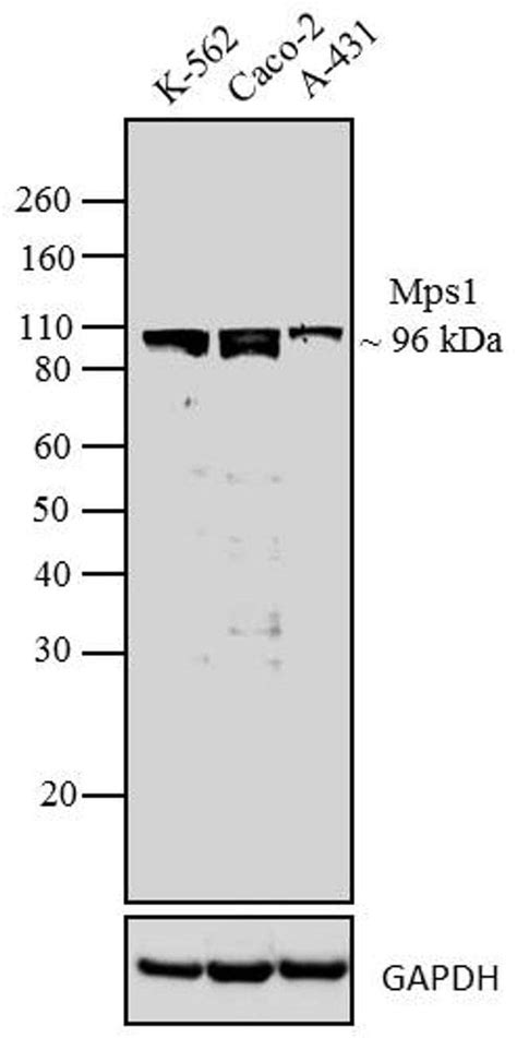 Ttk Monoclonal Antibody N1 Invitrogen 100 μg Unconjugated