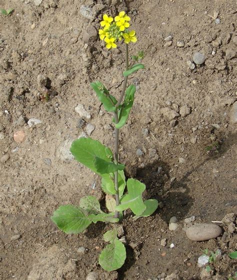 Brassica Campestris