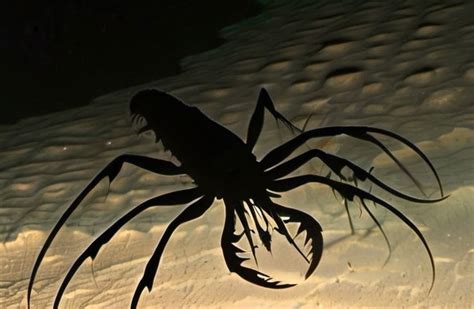 Mysterious New Deep Ocean Predator Discovered Thriving In The Extreme