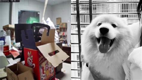 太過分！她被隔離愛犬竟遭「亂棍打死」 目睹行刑過程崩潰：沒人願意幫我