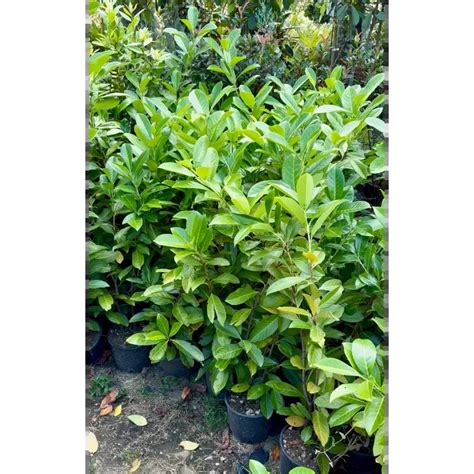 Laur Englezesc Novita Prunus Laurocerasus Novita 130 150 Cm Vesnic Verde