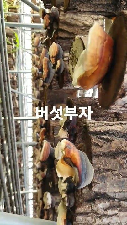 버섯부자 Youtube