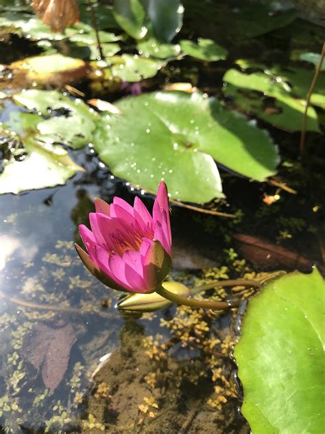 Aquatic Plants Flower Water Pixabay上的免费照片 Pixabay