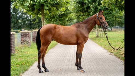 Chablue Chac Blue X Chacco Blue 2021 Gelding Youtube