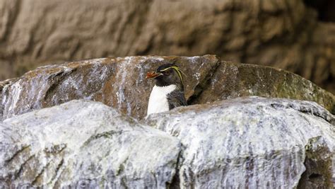 Le Gorfou Sauteur Pairi Daiza