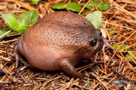 Black Rain Frog Breviceps Fuscus In South Africa Breviceps Frog