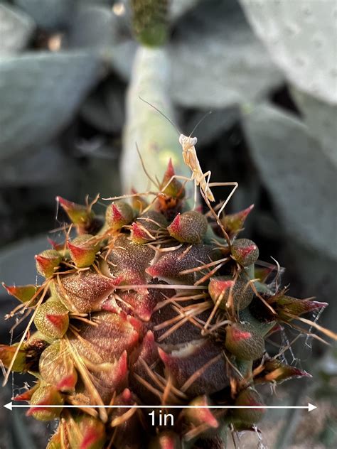 Ive Never Seen A Mantis This Tiny Rmacroporn