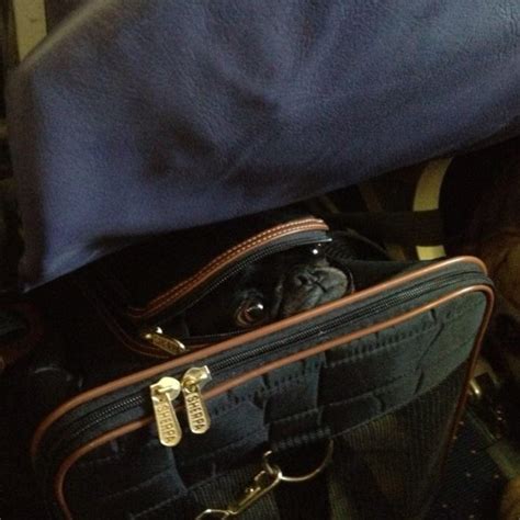 Pug On A Plane Thank You Southwest