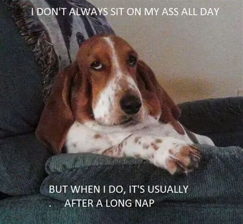 19 Best Basset Hound Memes Of The Month Basset Hound Funny Basset