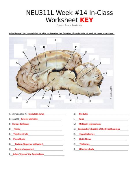 Physiological Psychology Worksheets Library