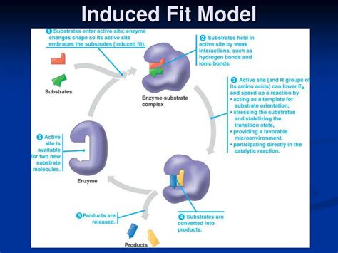 Ppt Chapter 8 Introduction To Metabolism Powerpoint Presentation