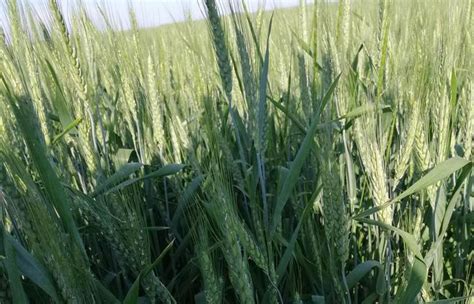 Інтенсивні технології вирощування озимої пшениці