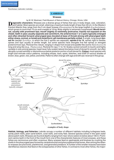 Pdf Labridae The Wrasses