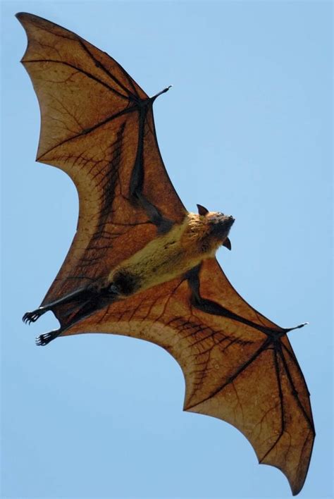 The Giant Giant Golden Crowned Flying Fox With The Longest Wingspan Of