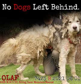 Alaskan Malamute Puppies For Sale Near Me Adopt An Alaskan Malamute