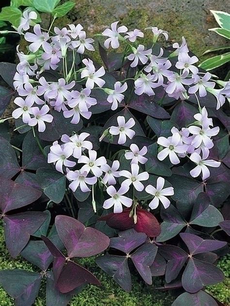 Oxalis Triangularis Green Garden Flower Bulbs