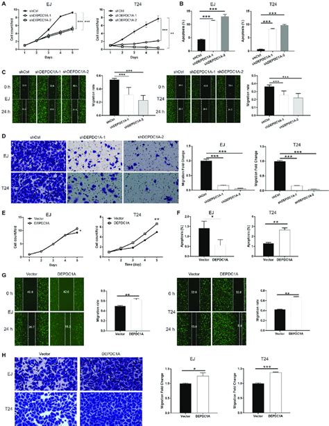 Depdc1a Regulated Bladder Cancer Development In Vitro A E Celigo Cell