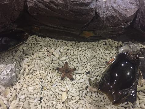 Protoreaster Nodosus Facts Diet Habitat And Pictures On Animaliabio