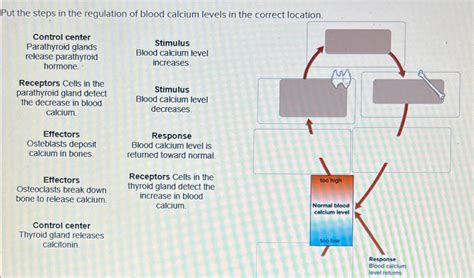 Solved Put The Steps In The Regulation Of Blood Calcium