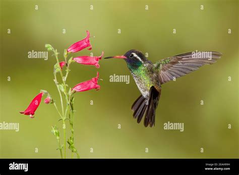 White Eared Hummingbird Male Basilinna Leucotis Feeding At Rock Penstemon Flower Penstemon