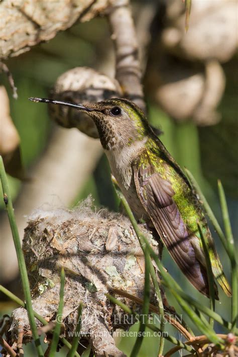 Annas Hummingbird On Nest