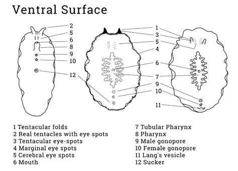 Polycladida Angela V Loetscher Photography