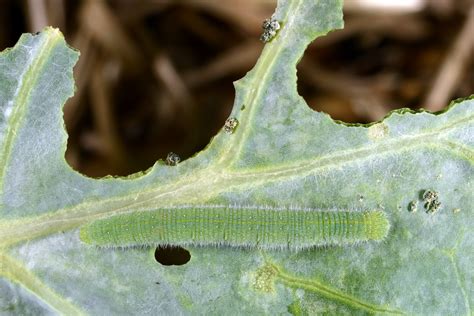 How To Get Rid Of Cabbage Worms From Your Garden Naturally