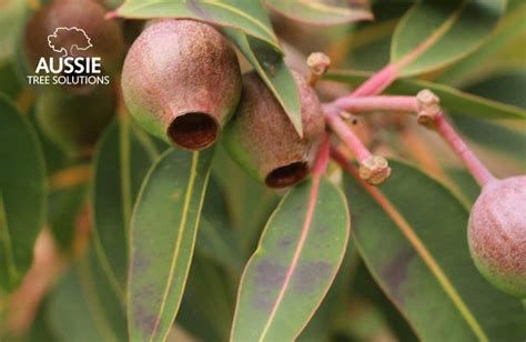 Why Regular Tree Maintenance Is Essential