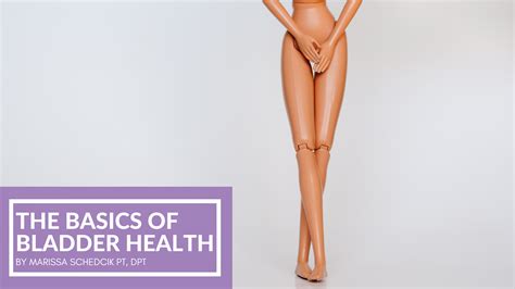 The Basics Of Bladder Health Woerner Physical Therapy Fort Worth And Aledo Tx