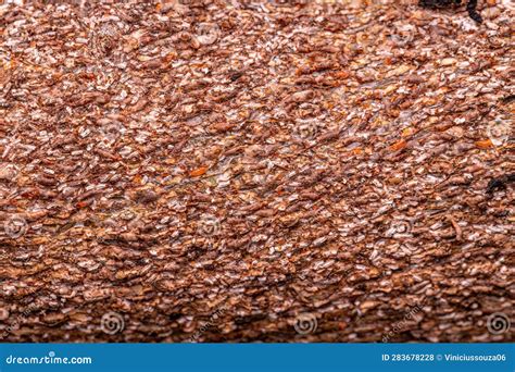 Citrus Scale Insect And Their Enemy Fungi In Viet Nam Stock Image