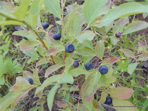 Foraging And Preserving Huckleberries Montana Homesteader