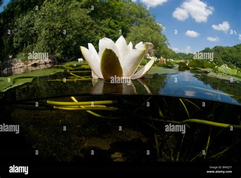 Underwater Bosherston Lily Ponds Stackpole National Nature Reserve
