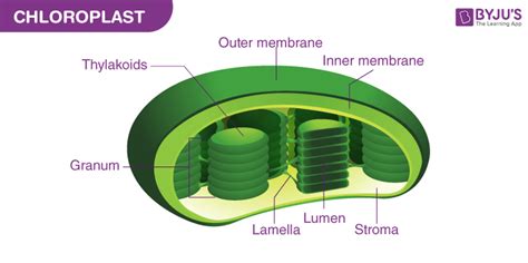 Parts Of A Cell And Their Functions Chart
