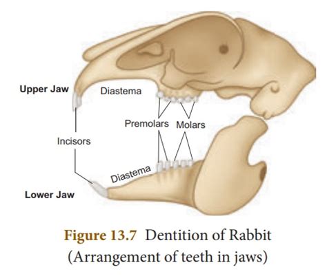 Rabbit Oryctolagus Cuniculus