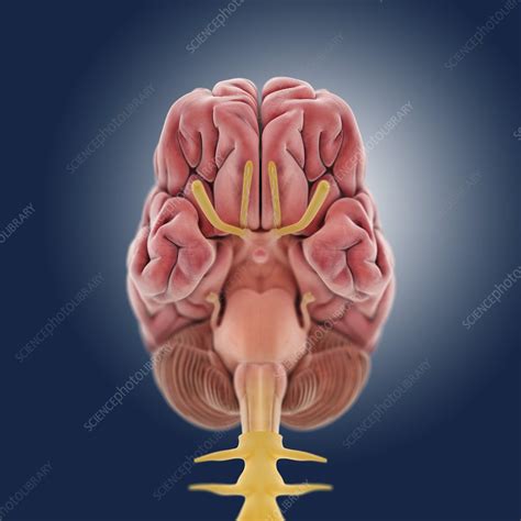 Central Nervous System Artwork Stock Image C0146805 Science