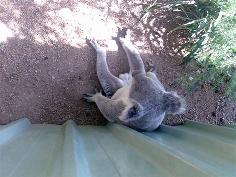 Koala Has Bigger Balls Than Me🤣 Rfunnypics