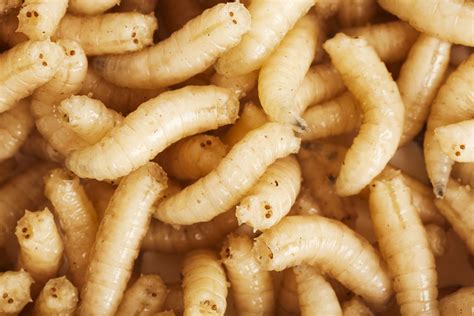 House Fly Maggots