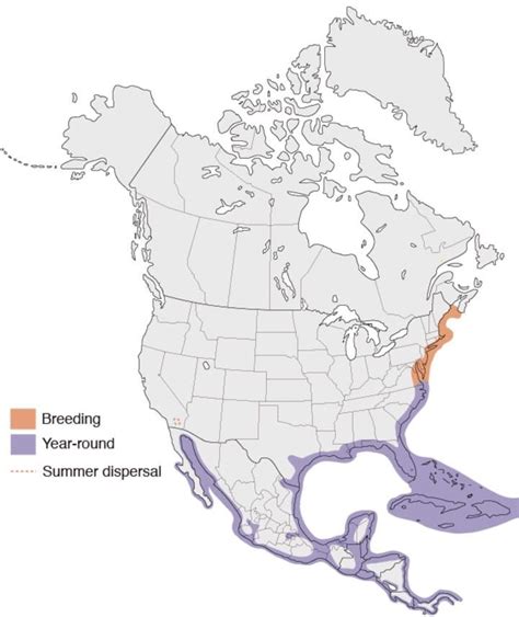 Laughing Gull Range Map All About Birds