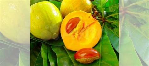 Семена экзотические растения Канистель купить в Краснодаре Товары для дома и дачи Авито