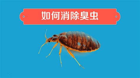 被臭虫咬了处理及预防方法 百度经验
