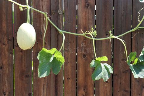 Light Off White Squash Hanging On A Squash Vine With Green Leaves On A Brown Wooden Fence Stock