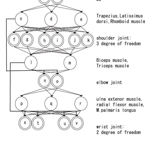Musculoskeletal Bayesian Network 4 Assignment Of Conditional