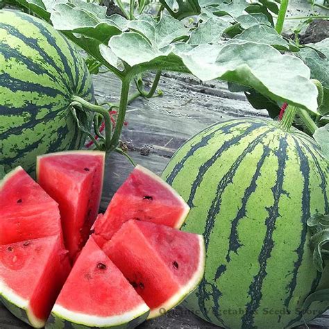 50 Seeds High Yield Round Watermelon Seeds Benih Tembikai 地雷王西瓜种子 Sweet