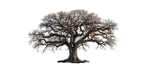 Majestic Leafless Tree Symbol Of Strength And Endurance In Nature