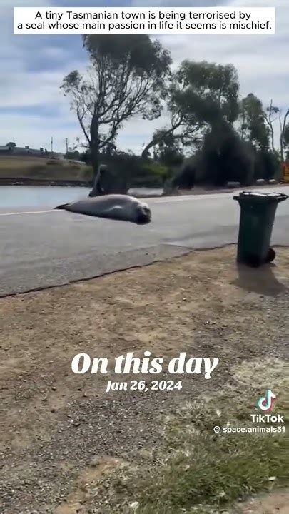 Neiling Around 🦭 Neiltheseal Youtube