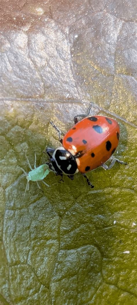 Ladybug Eating Aphid