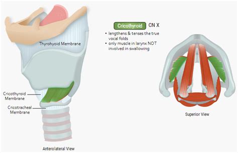 Ubrcolumbia Drawing Cricothyroid Muscle And Adjacent Structures
