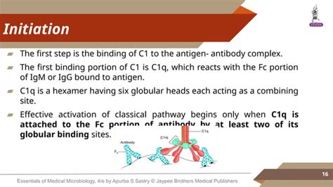 Complement Pathways Microbiology Pptx
