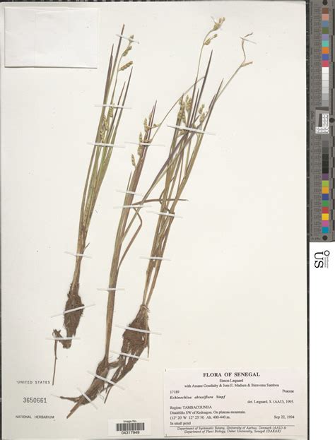 Echinochloa Obtusiflora Stapf World Flora Plntnet Identify