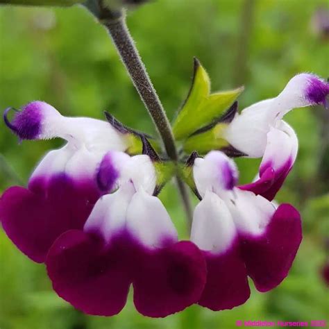 Salvia Greggii Amethyst Lips Dyspurp Lips Series Middleton